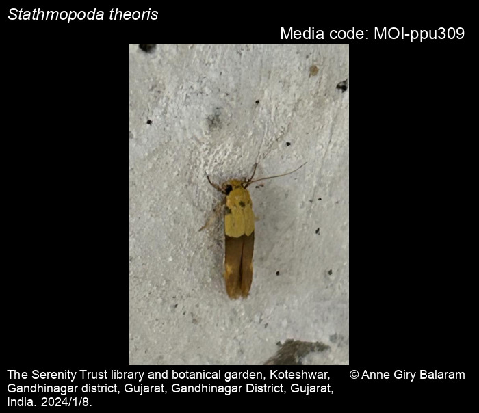 Stathmopoda theoris (Meyrick, 1906) - | Moths